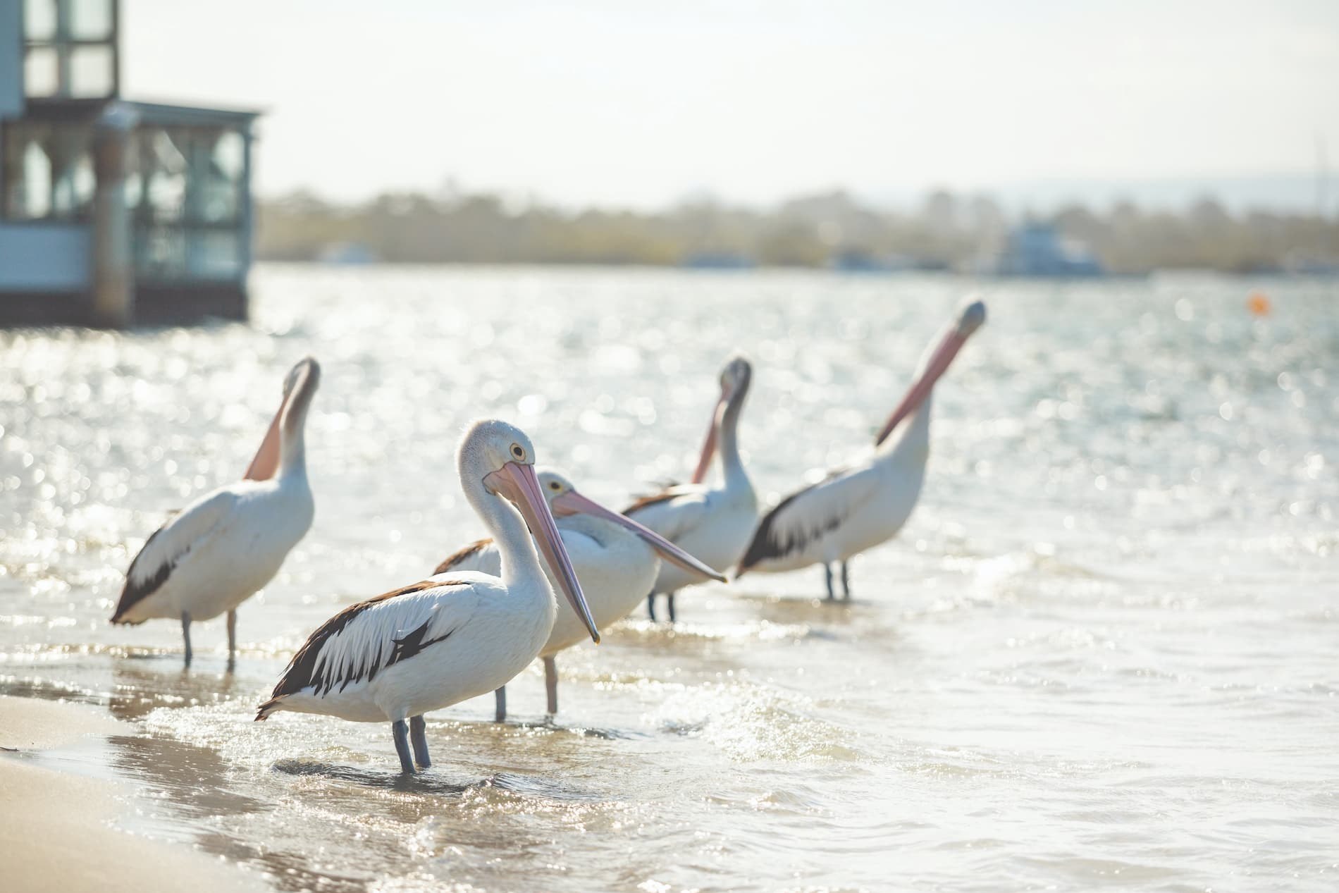 Visit Noosa | Find our wildlife
