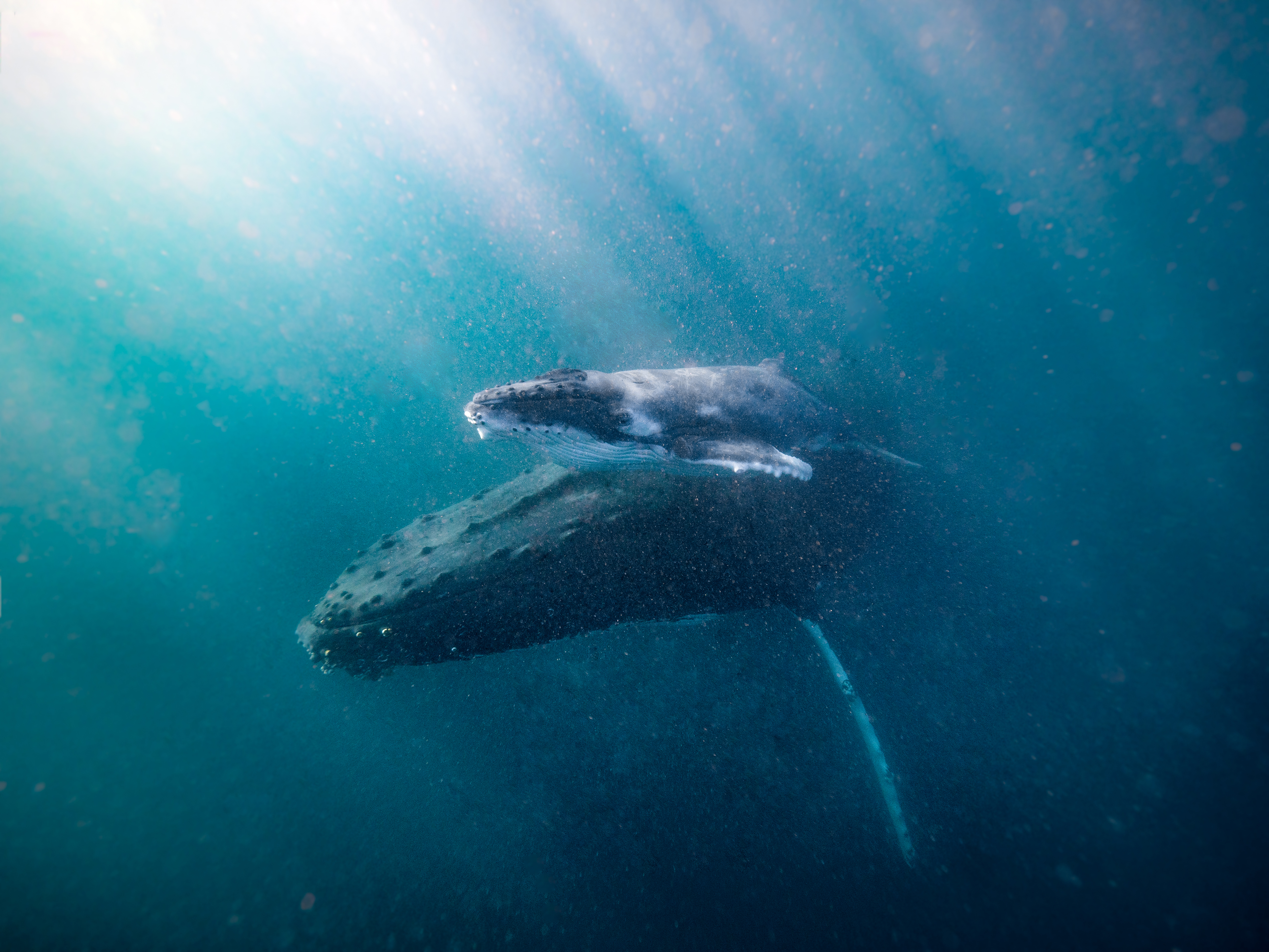 Visit Noosa | The best spots to see whales in Noosa