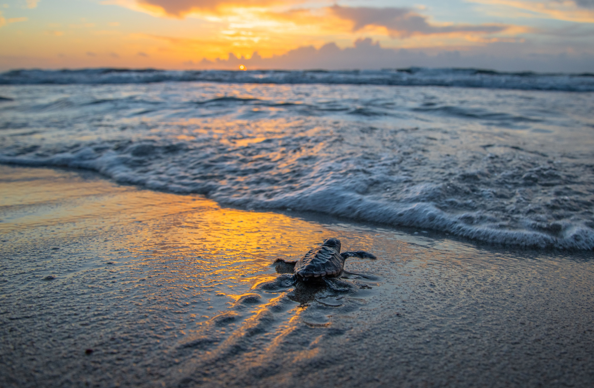 Visit Noosa | Cleanup for the Turtle Hatchlings