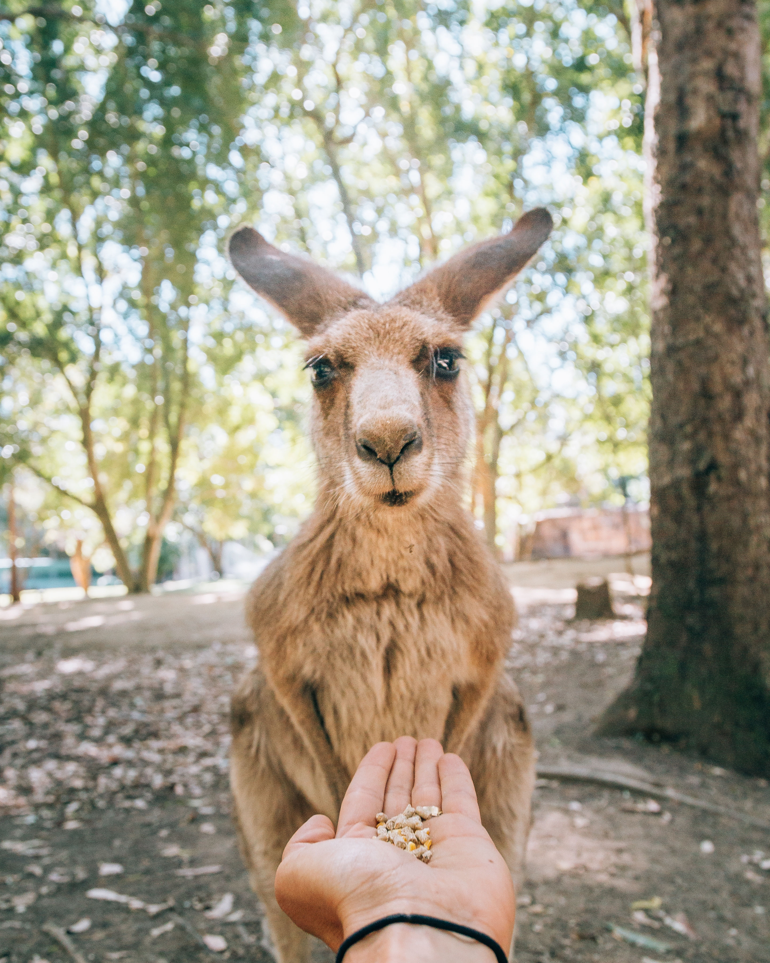 Visit Noosa | Nature & Wildlife