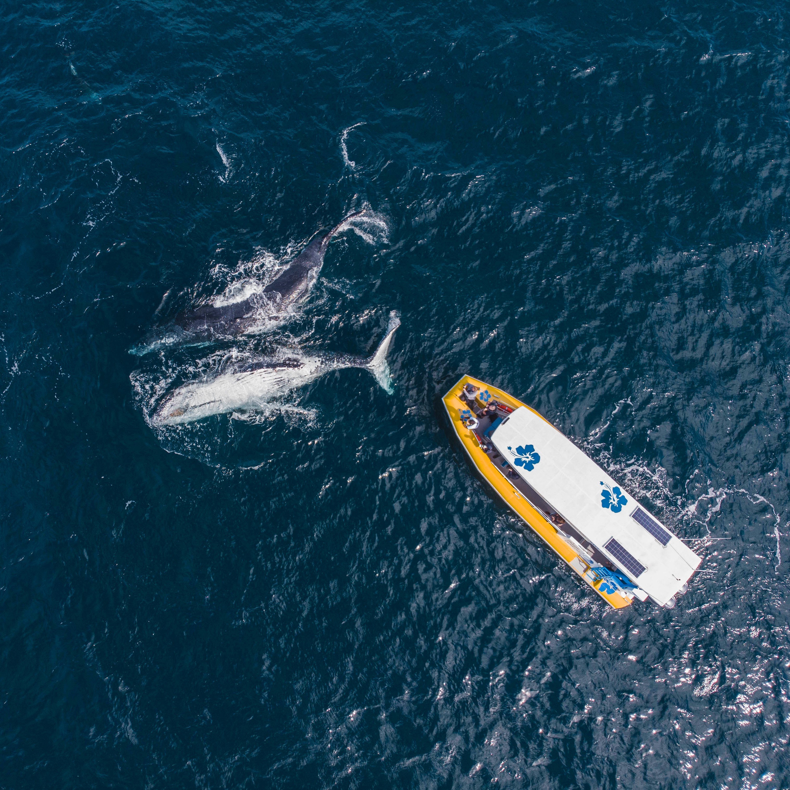 Visit Noosa | Noosa Whale & Dolphin Centre